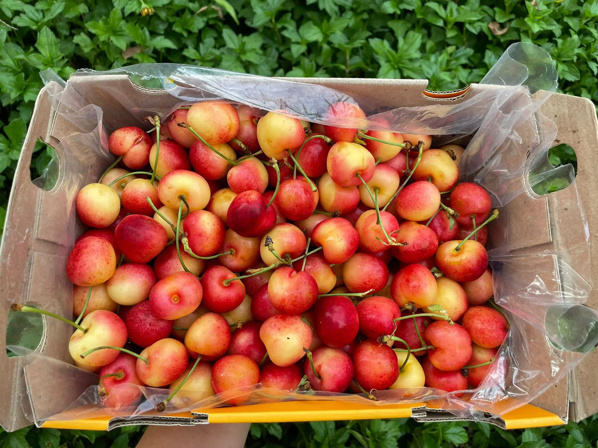 Rainier Cherries - Freshly Picked – Freshly Picked