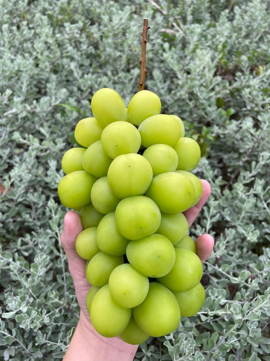 Shine Muscat Grapes - Freshly Picked – Freshly Picked