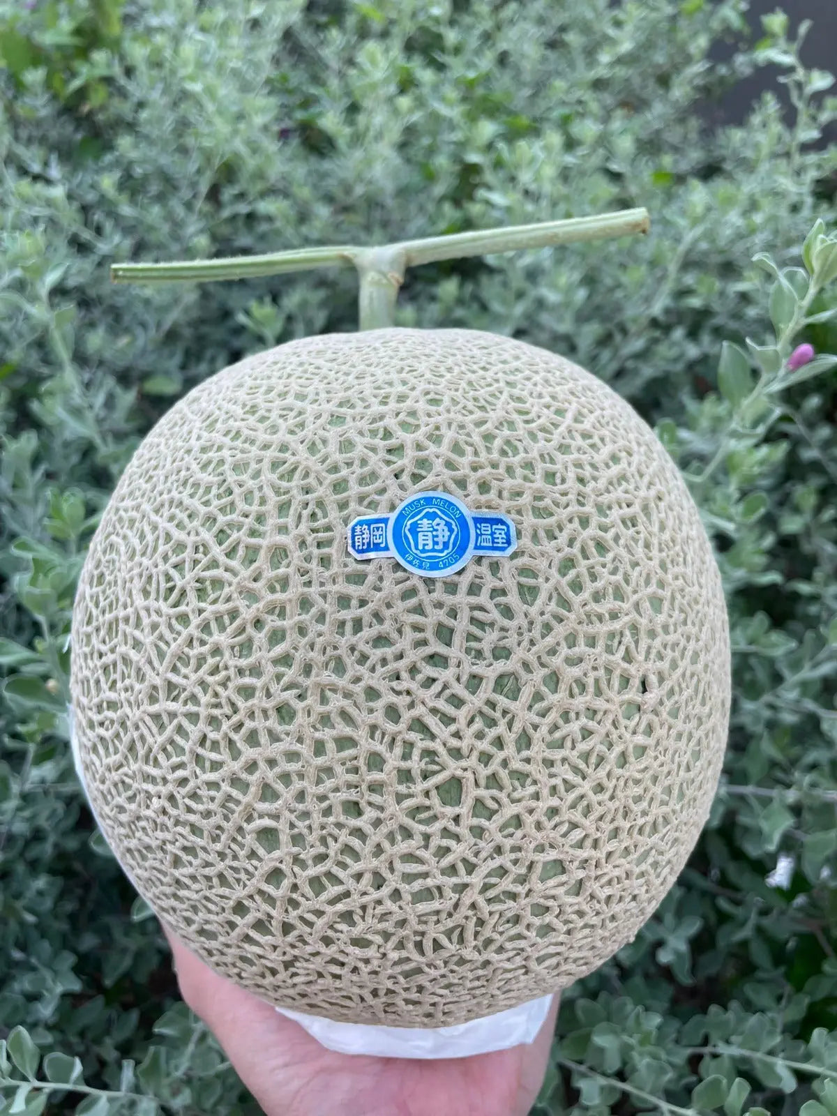Funano Red Flesh Melon - Freshly Picked – Freshly Picked