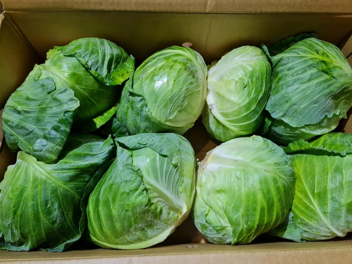Whole Kyabetsu, Aichi, Japan - Freshly Picked – Freshly Picked